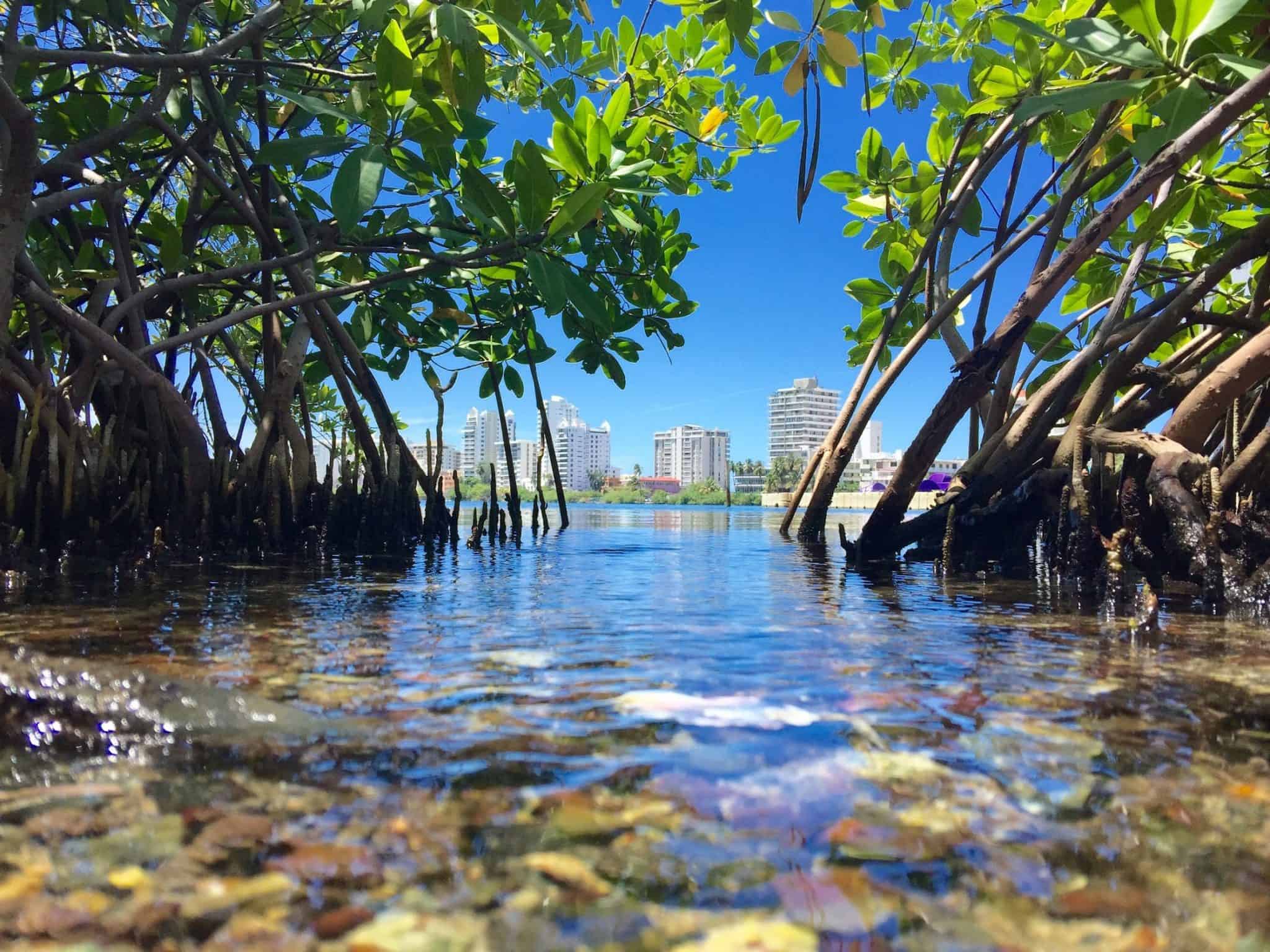 Estuario – Programa del Estuario de la Bahía de San Juan