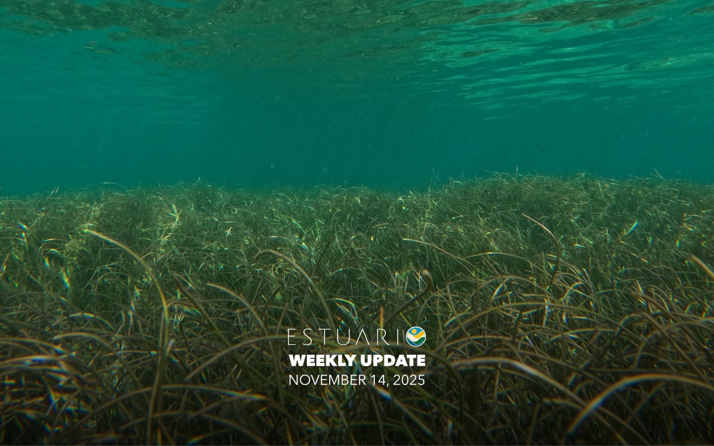 Weekly Update (November 14, 2025) - Estuario de la Bahía de San Juan